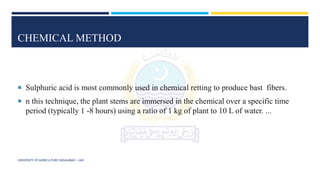 Kenaf plant | PPTX | Needlework | Arts and Crafts