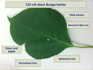 Pembentangan Topik Tumbuhan dst tahun 3 | PPT