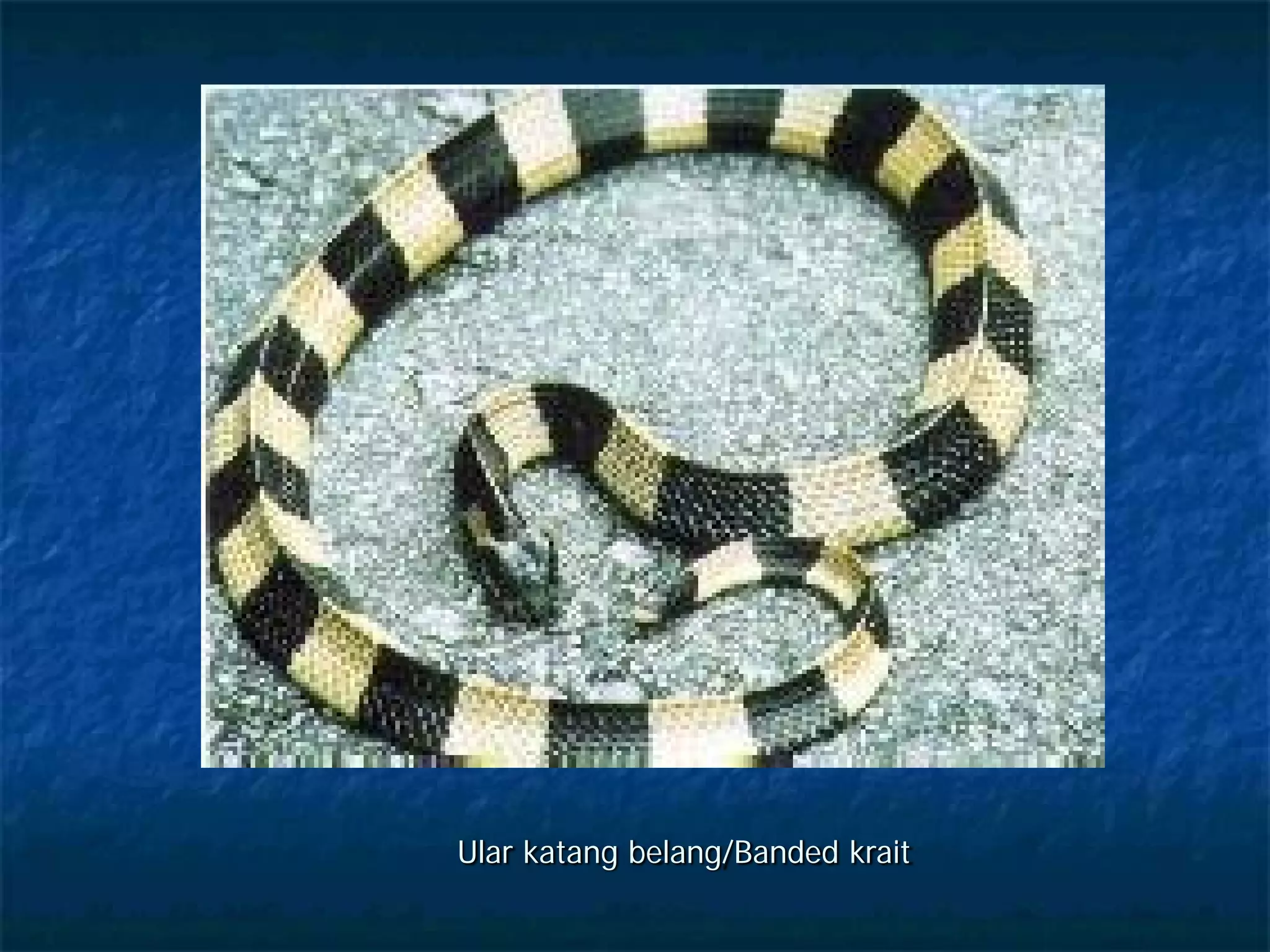 Kenali ular (snake) | PDF