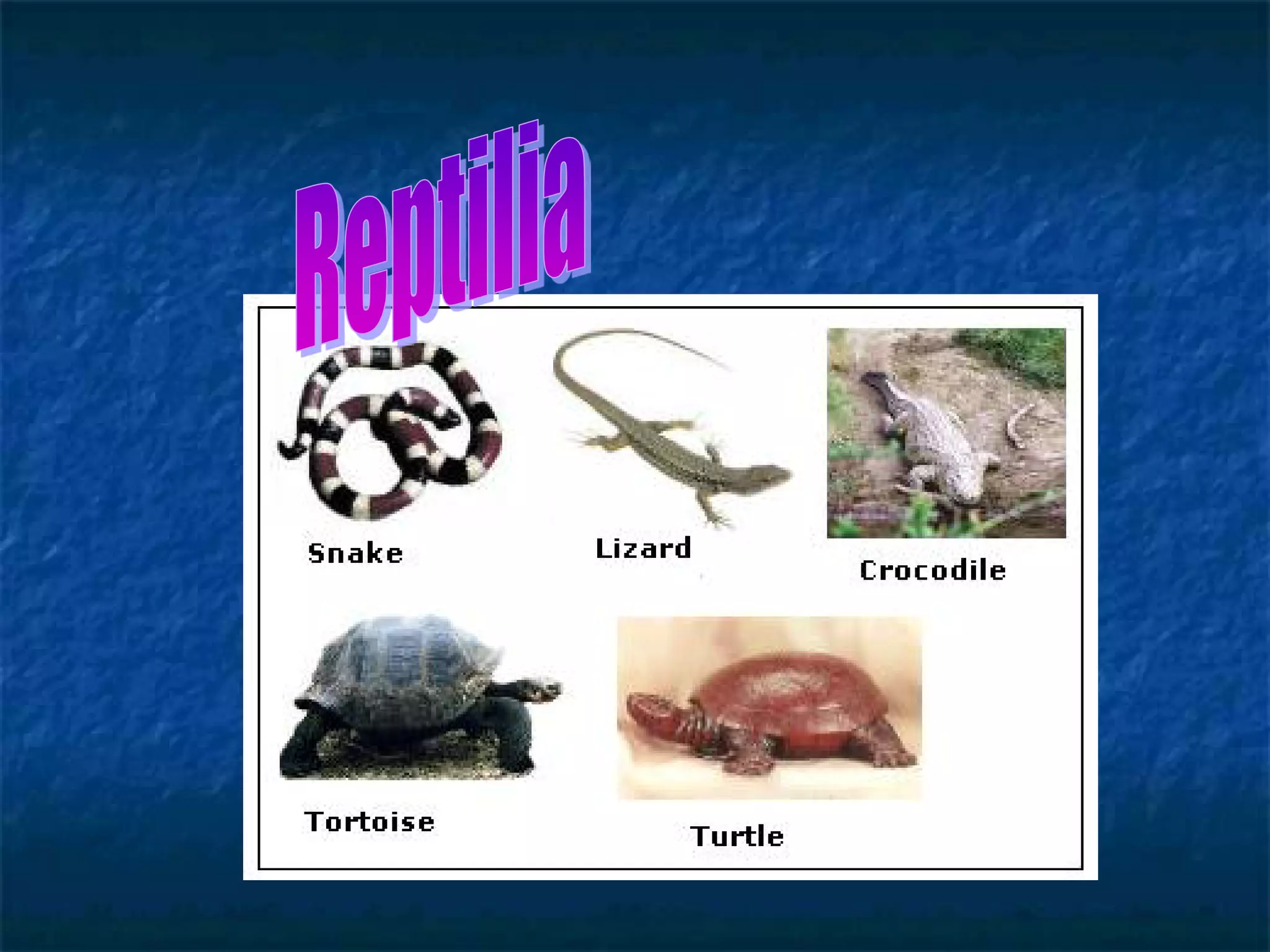 Kenali ular (snake) | PDF
