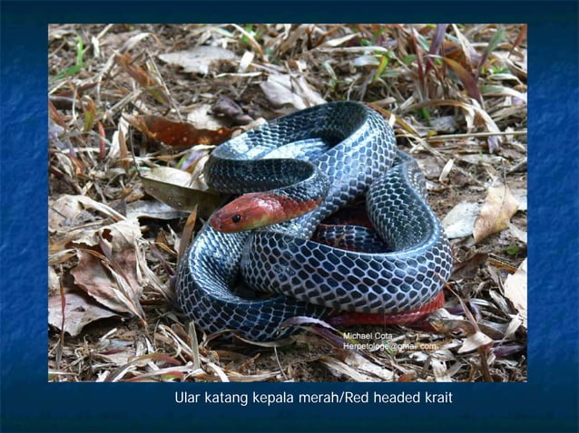 Kenali ular (snake) | PDF