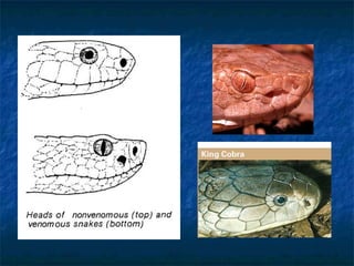 Gambar Ular Tedung Selar