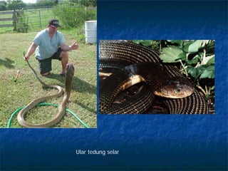 Gambar Ular Tedung Selar