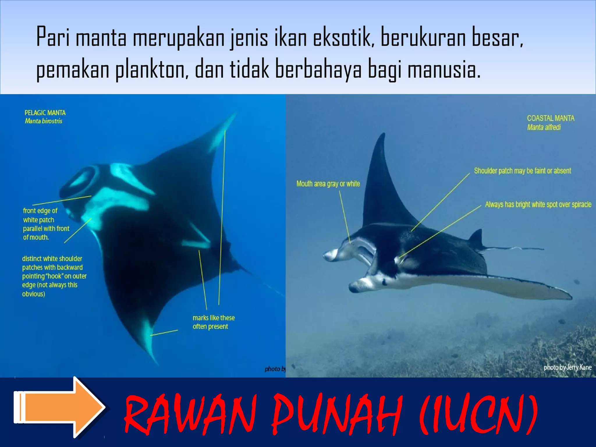 Kenapa Pari Manta Perlu Dilindungi | PPT