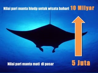 Kenapa Pari Manta Perlu Dilindungi | PPT