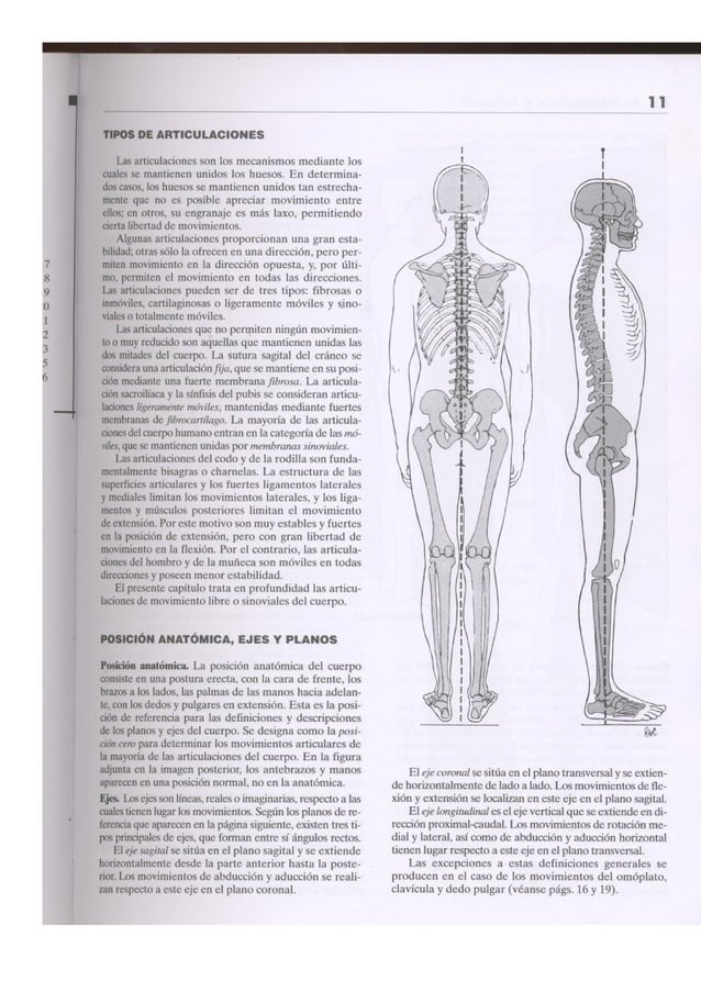Kendall S Músculos Pruebas Funciones Y Dolor Postural 1 Pdf