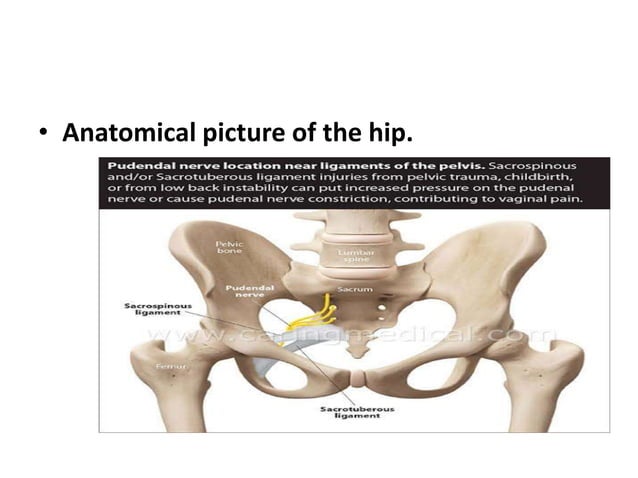 Physiotherapy management of nerve entrapment around the hip and thigh ...