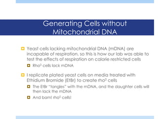Kennedy Lab Research | PPT