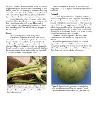 Kennelly tomatofruitdiseasesdisorders | PDF