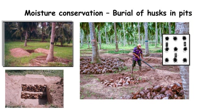 Kenya Coconut Production Presentation by Dr. Lalith Perera | PPT