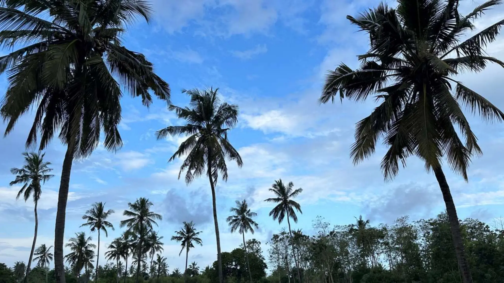 Kenya’s Coconut Value Chain by Gatsby Africa | PPTX