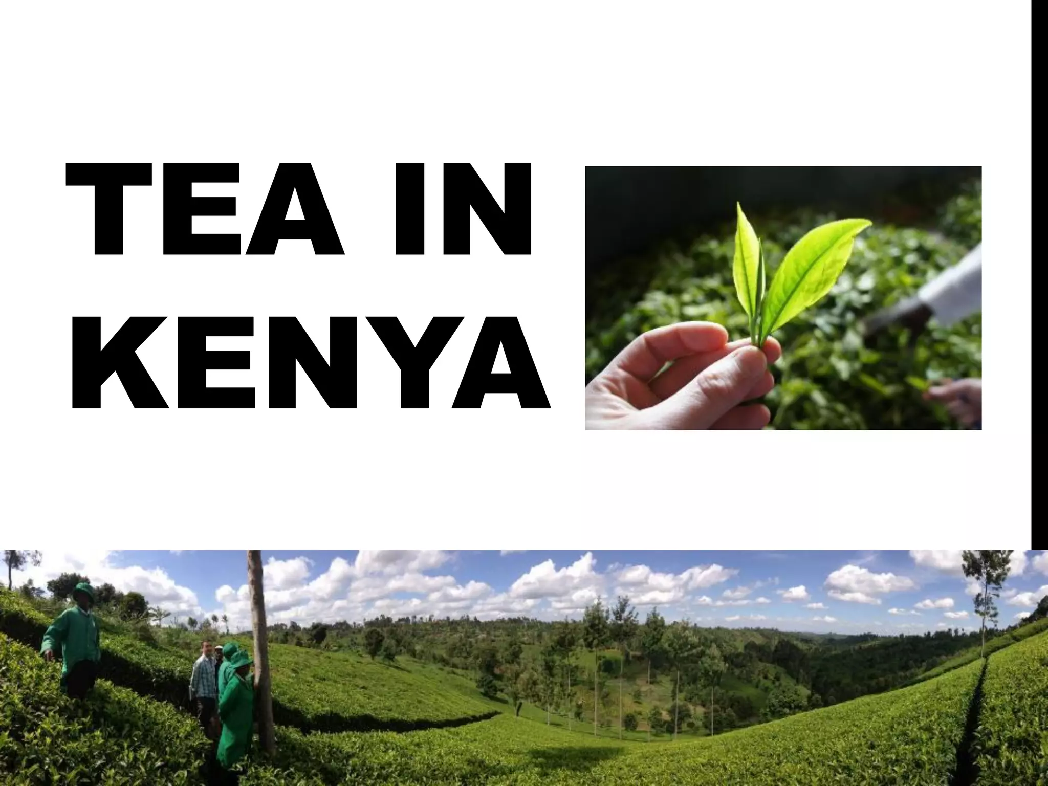 Tea in Kenya | PPT