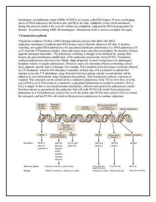 Kenyatta university. hmb201 dna repairdocx | DOCX | Biological Sciences ...