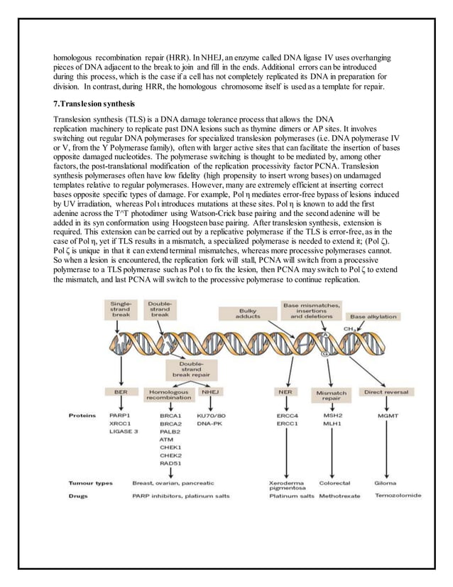 Kenyatta university. hmb201 dna repairdocx | DOCX | Biological Sciences ...