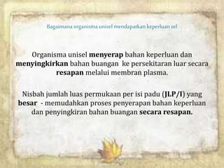Keperluan sistem pengangkutan dalam organisma multisel | PPTX