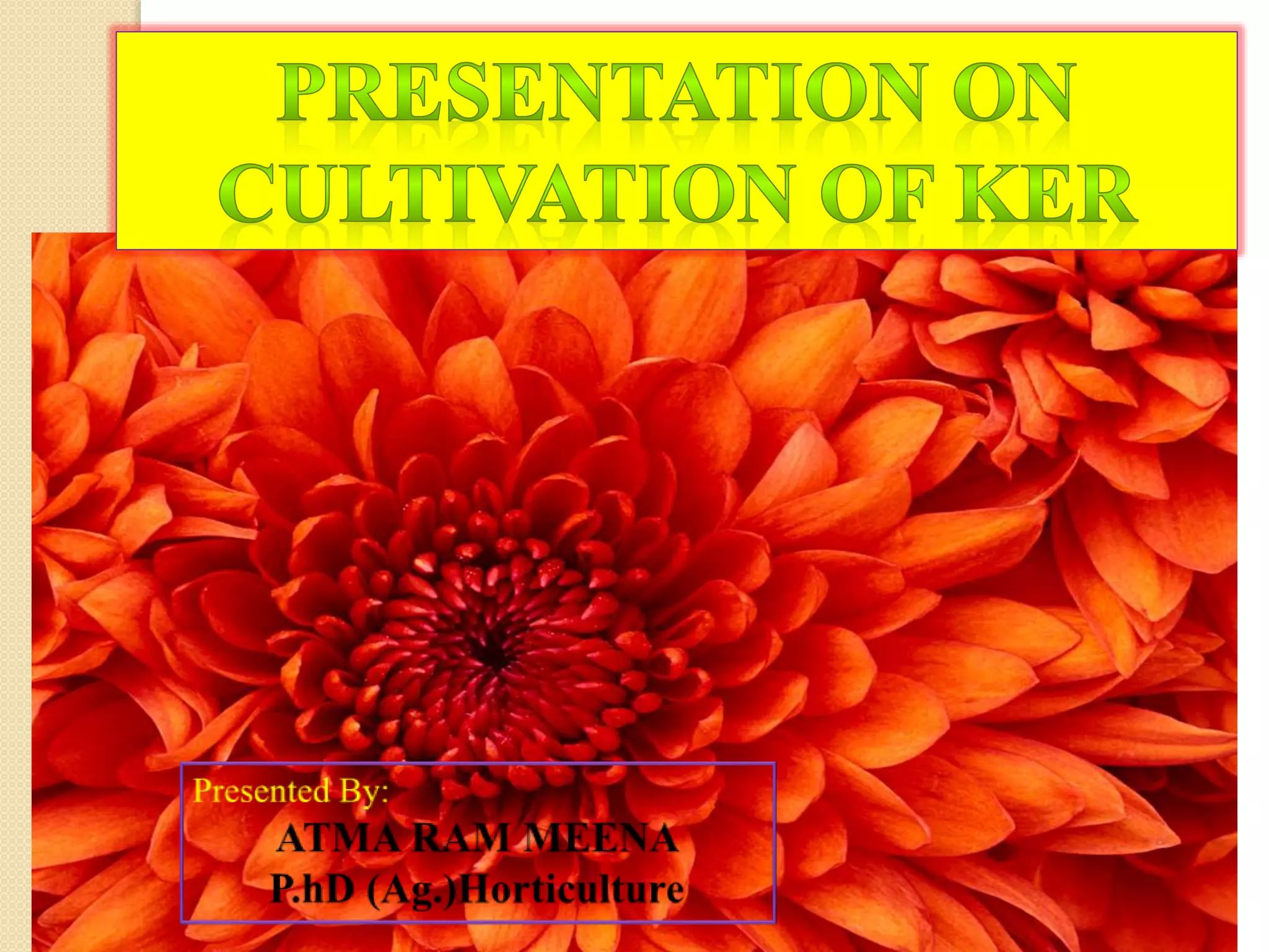 Presentation on Cultivation of ker | PPTX