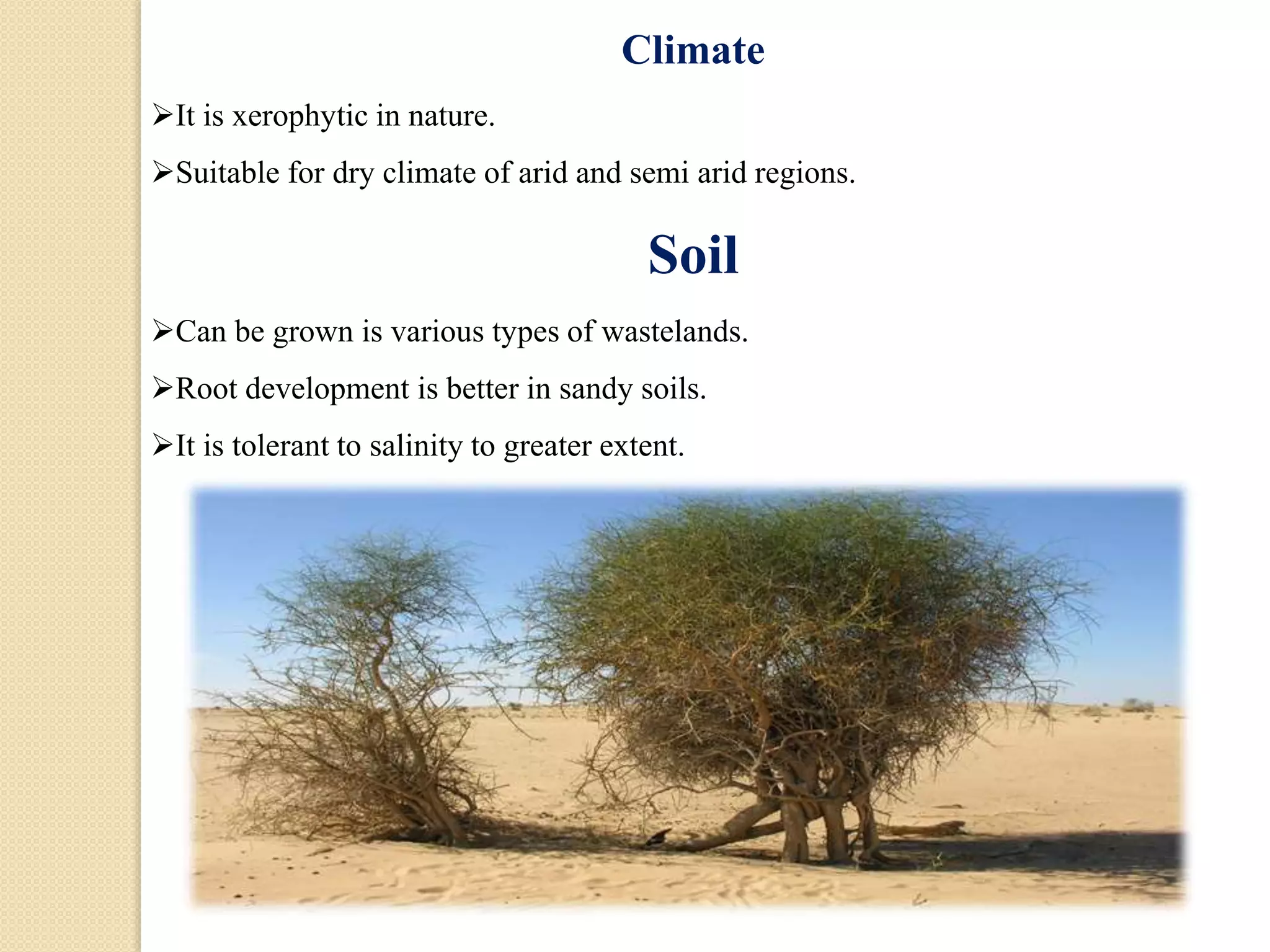 Presentation on Cultivation of ker | PPTX