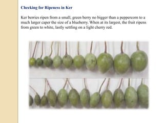 Presentation on Cultivation of ker | PPTX