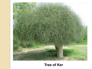 Presentation on Cultivation of ker | PPTX