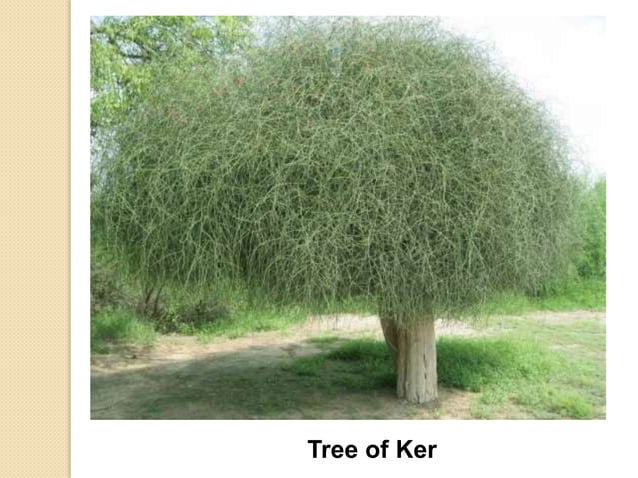 Presentation on Cultivation of ker | PPTX | Agriculture | Industries