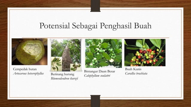 Keragaman potensi tumbuhan berguna di cagar alam mandor | PPTX