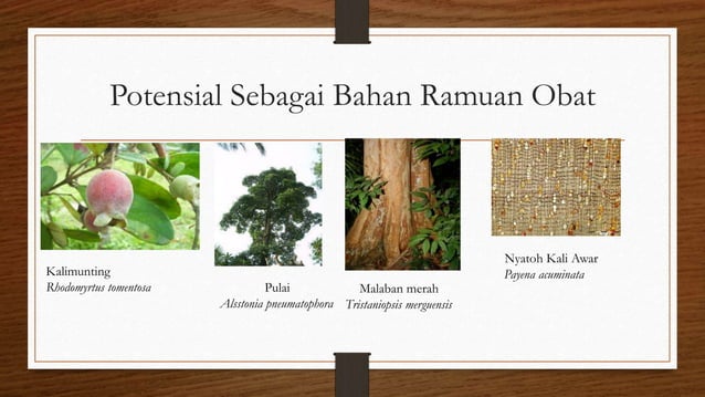 Keragaman potensi tumbuhan berguna di cagar alam mandor | PPTX