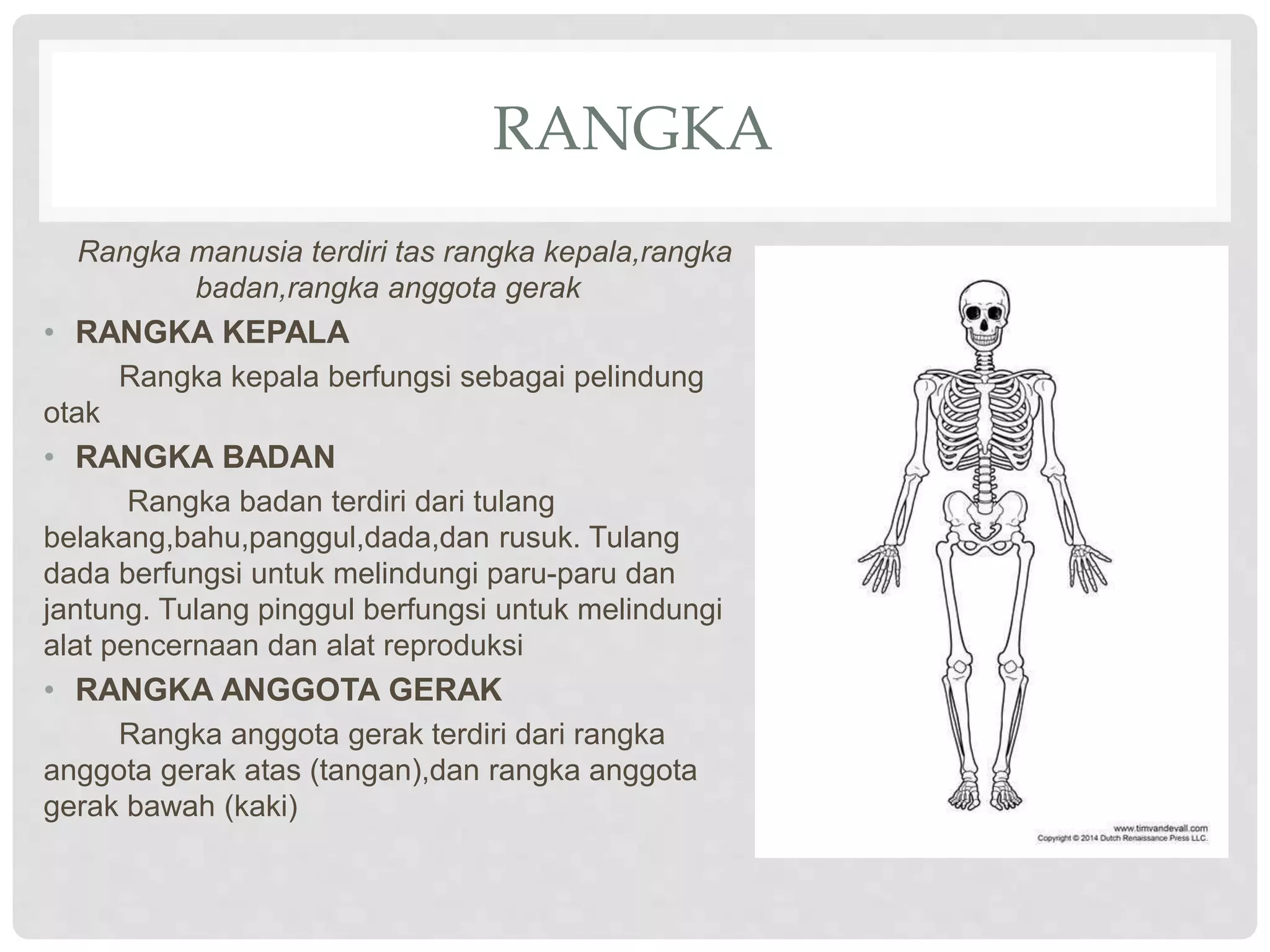 KERANGKA & SENDI.pptx