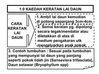 Keratan daun | PPT