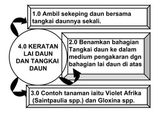 Keratan daun | PPT