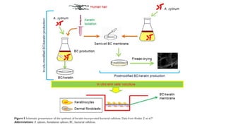 Keratin | PDF