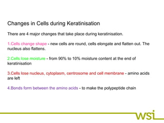 Keratinisation | PPT
