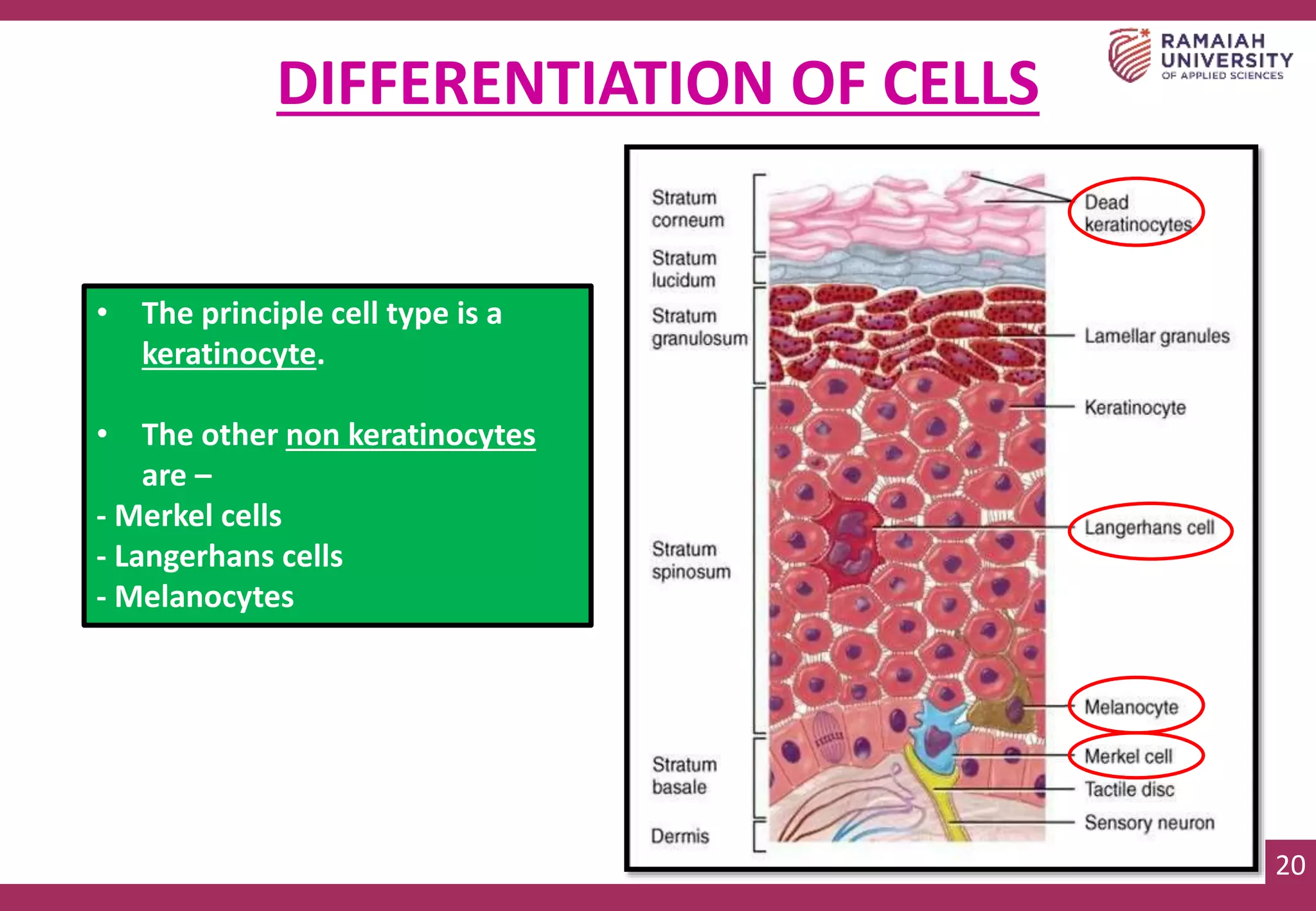Gingival Keratinization | PPTX