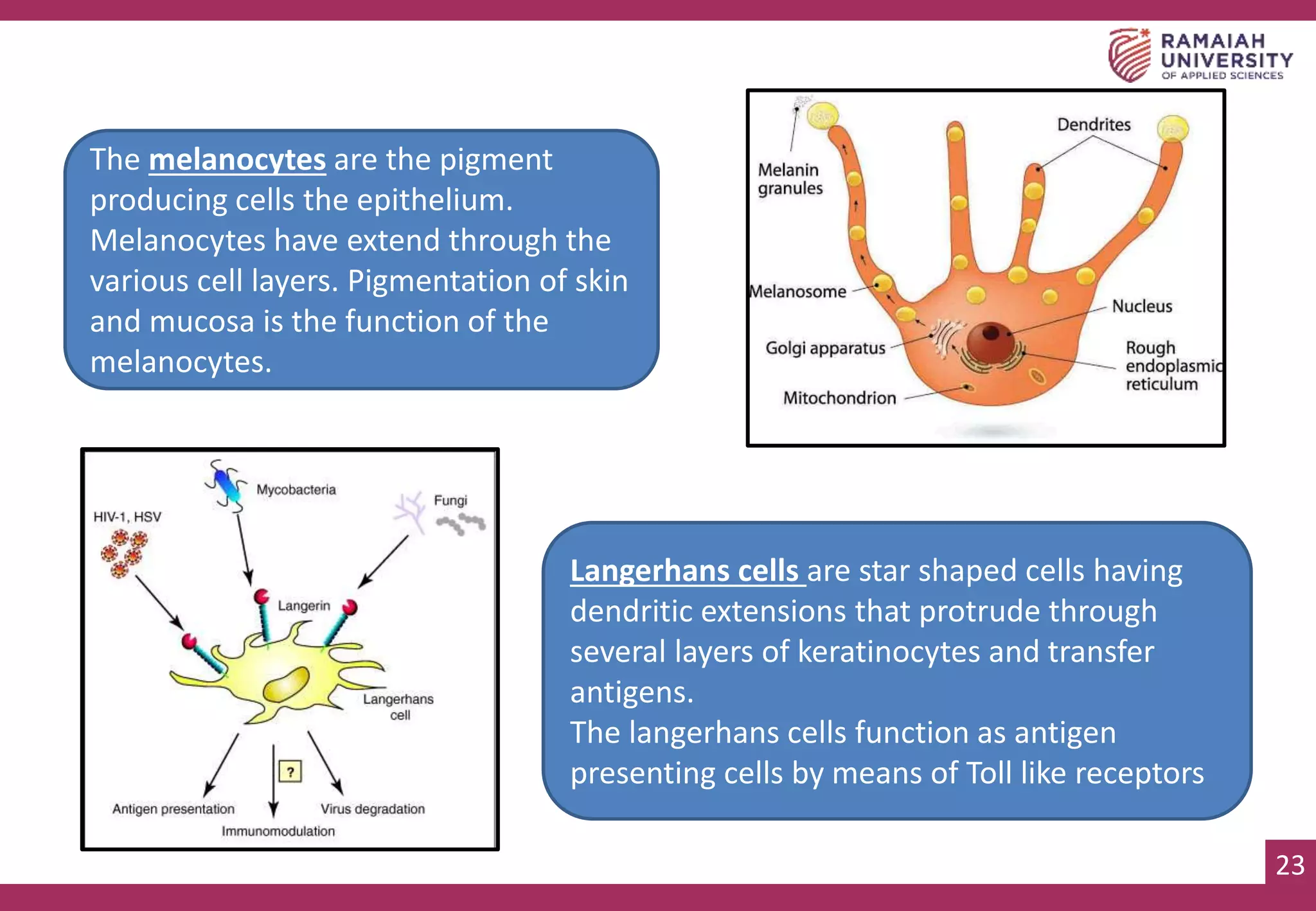 Gingival Keratinization | PPTX