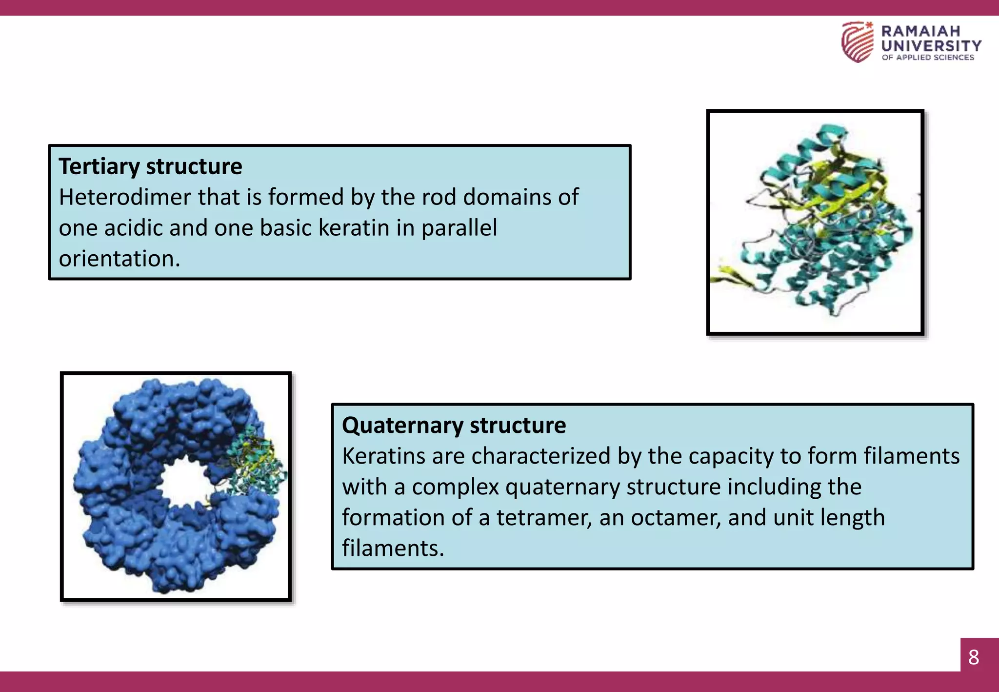Gingival Keratinization | PPTX