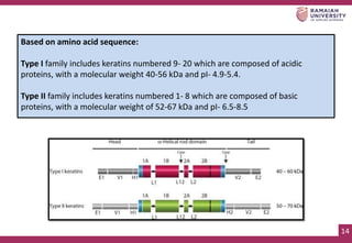 Gingival Keratinization | PPTX