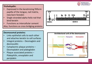 Gingival Keratinization | PPTX