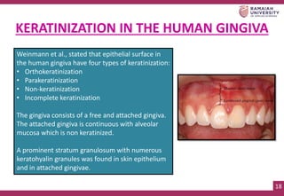 Gingival Keratinization | PPTX