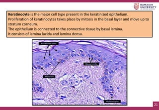Gingival Keratinization | PPTX