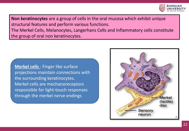 Gingival Keratinization | PPTX