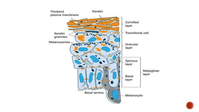 keratinization.pptx | Skin and Dermatology | Diseases and Conditions