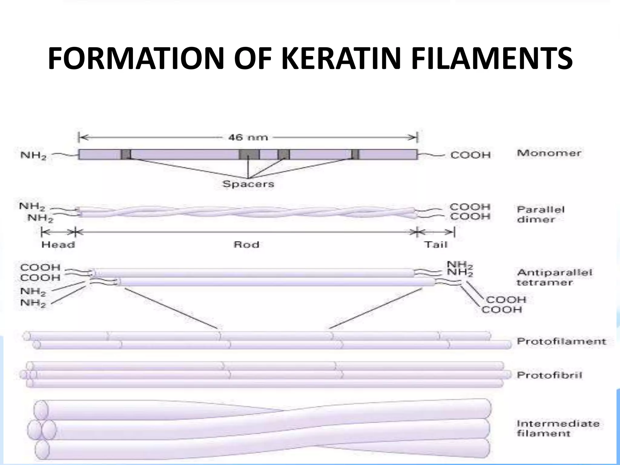 Keratinization amy | PPTX