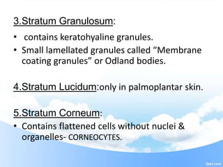 Keratinization amy | PPTX