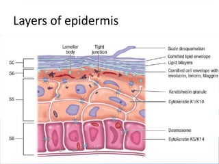 Keratinization amy | PPTX