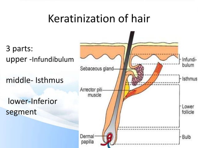 Keratinization amy | PPTX