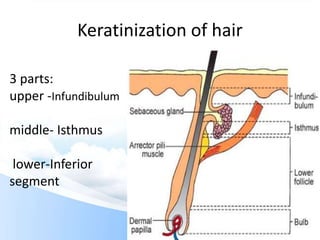 Keratinization amy | PPT