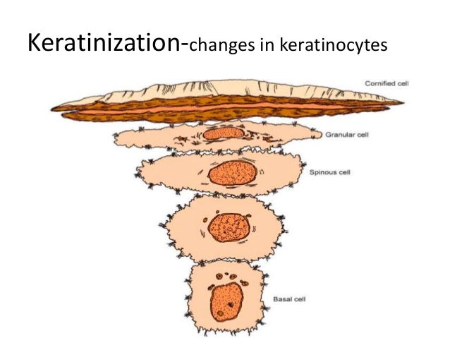 Keratinization amy