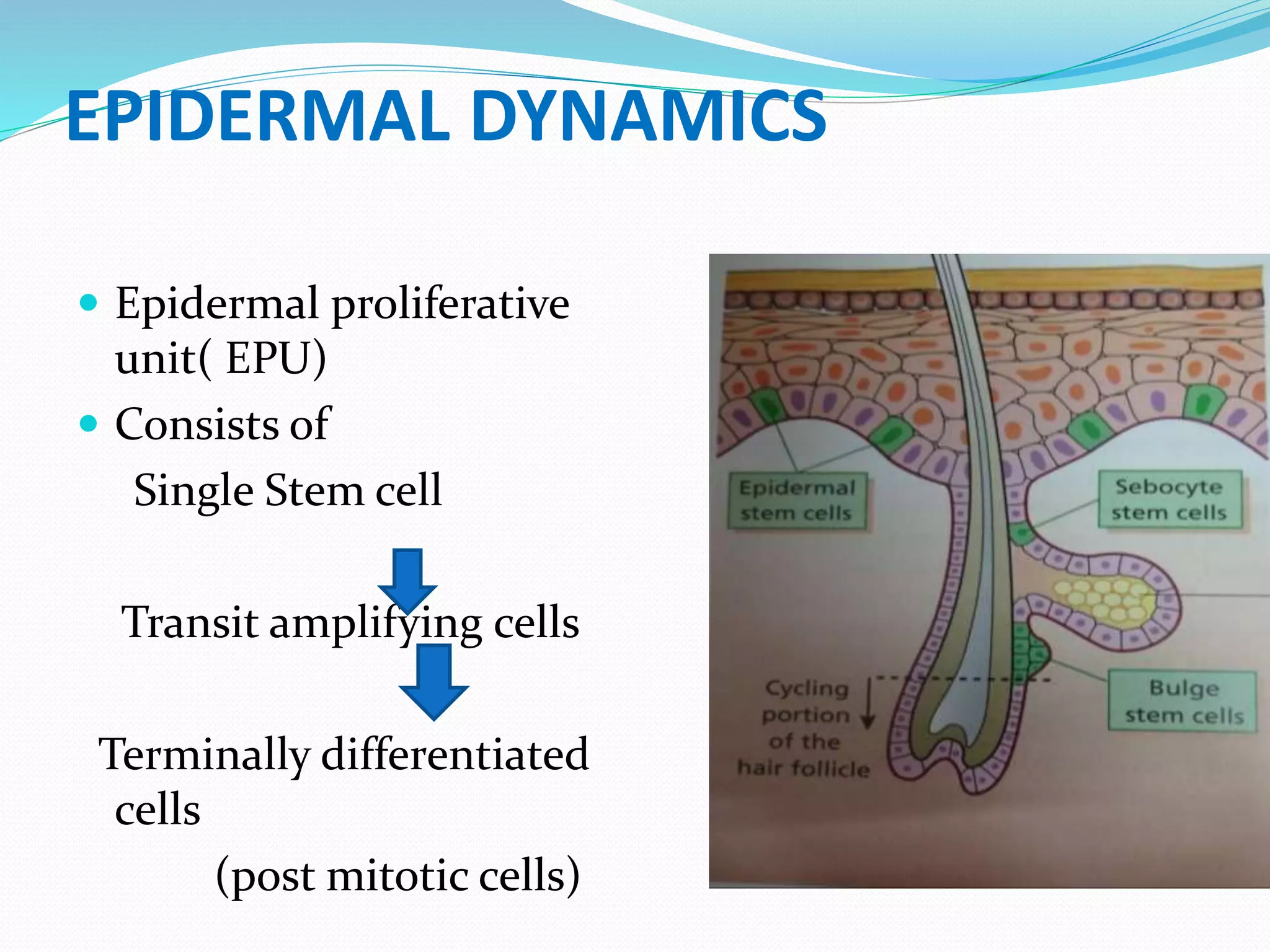 Keratinization disorders by M.Y.Abdel_Mawla,MD | PPSX