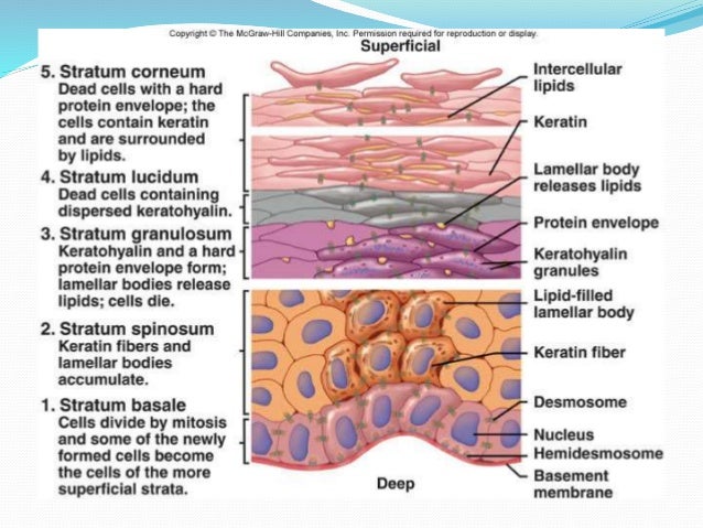 Keratinization disorders by M.Y.Abdel_Mawla,MD