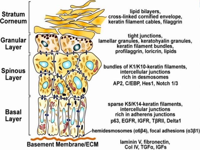 Keratinization disorders by M.Y.Abdel_Mawla,MD