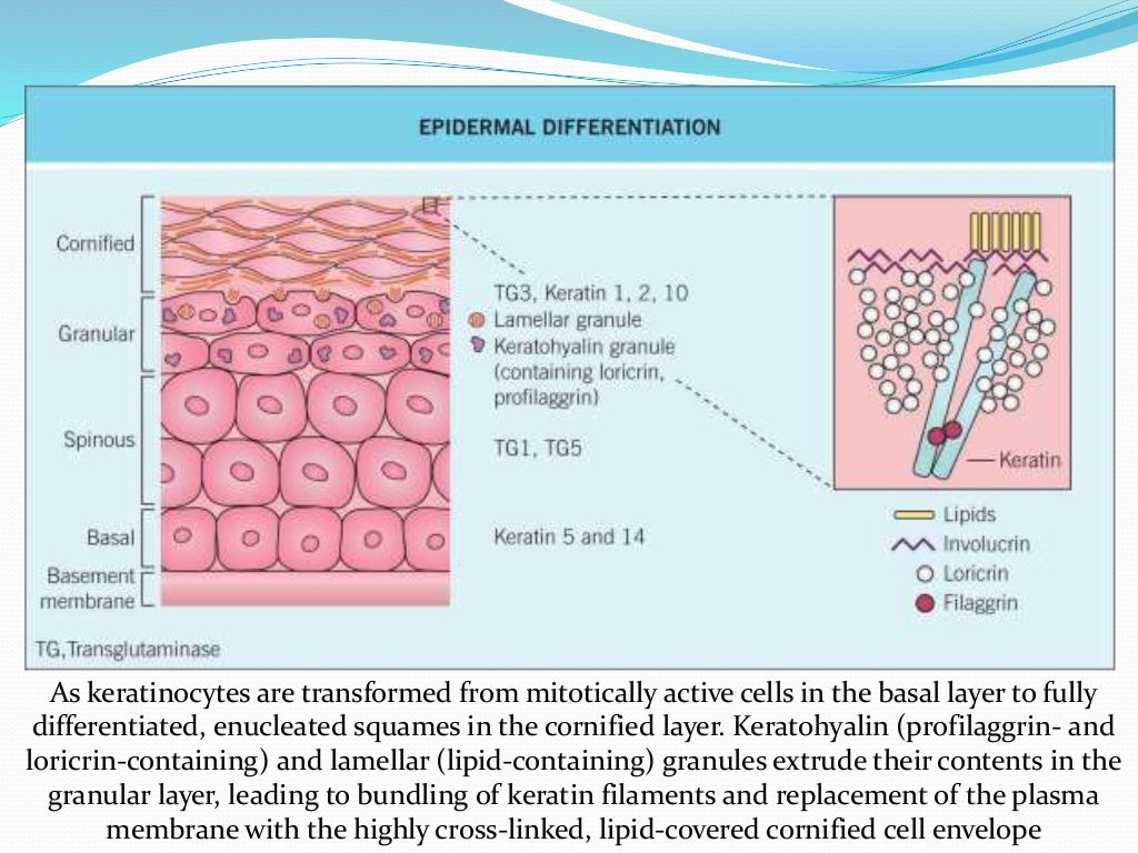 Keratinization disorders by M.Y.Abdel_Mawla,MD